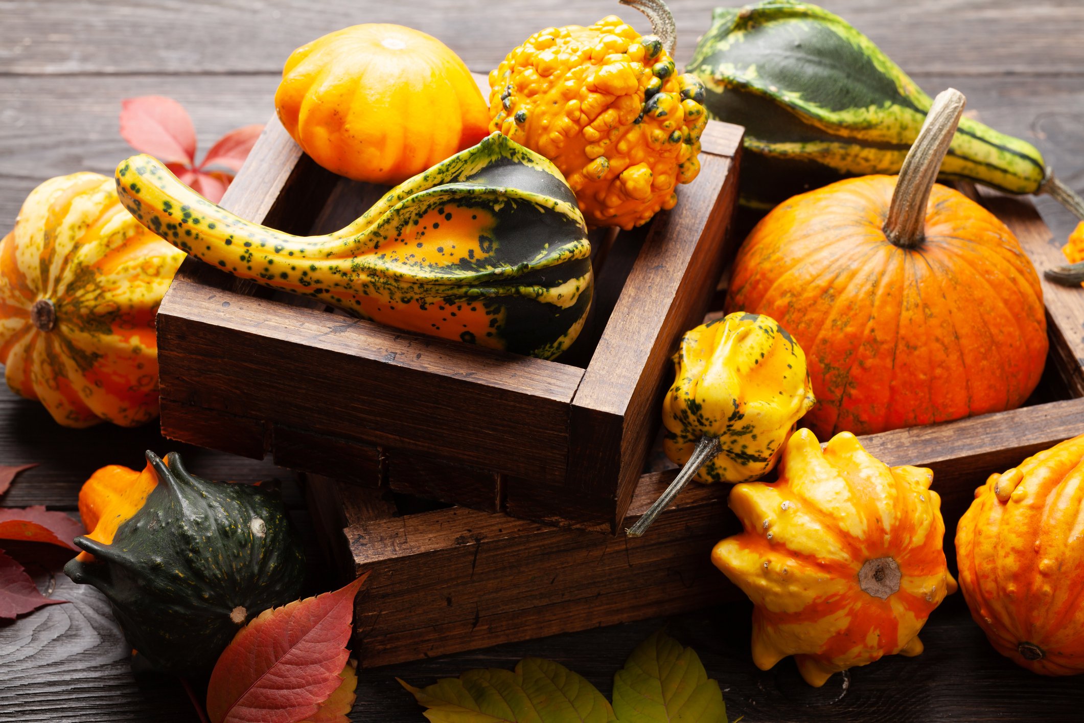 Different Types of Pumpkins